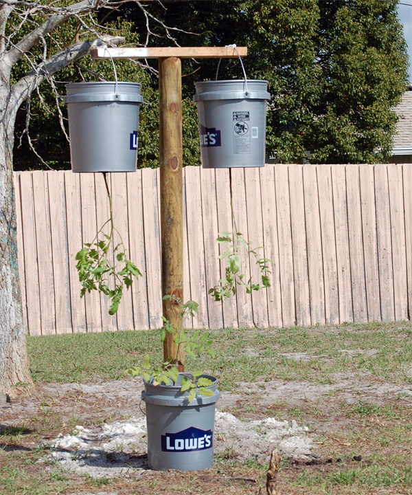 Upside Down Tomato Garden Vegetable Garden Blog Upside Down Tomato Garden Vegetable Garden Blog