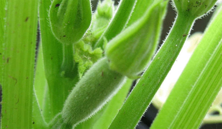 How to Identify Male and Female Zucchini Flowers | Vegetable Garden Blog