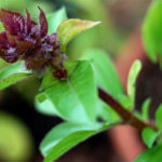 How To Prevent Basil from Bolting to Seed | Vegetable Garden Blog