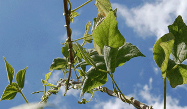 How to Grow Pole Green Beans in a Container | Vegetable Garden Blog