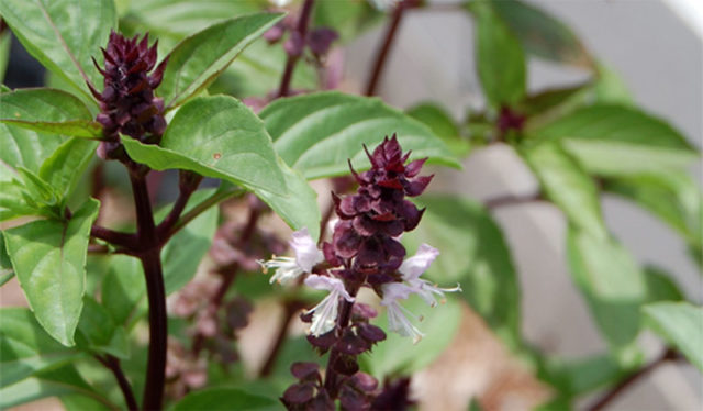 How To Prevent Basil from Bolting to Seed | Vegetable Garden Blog