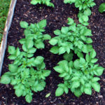 How to Grow Red Potatoes | Vegetable Garden Blog