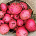 How to Grow Red Potatoes | Vegetable Garden Blog