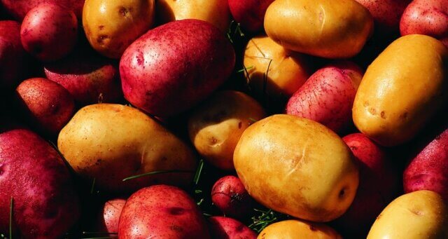 How to Grow Potatoes in Zone 9 | Vegetable Garden Blog