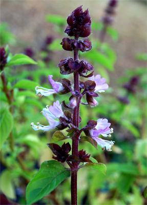 Allowing Basil to Bolt. | Vegetable Garden Blog